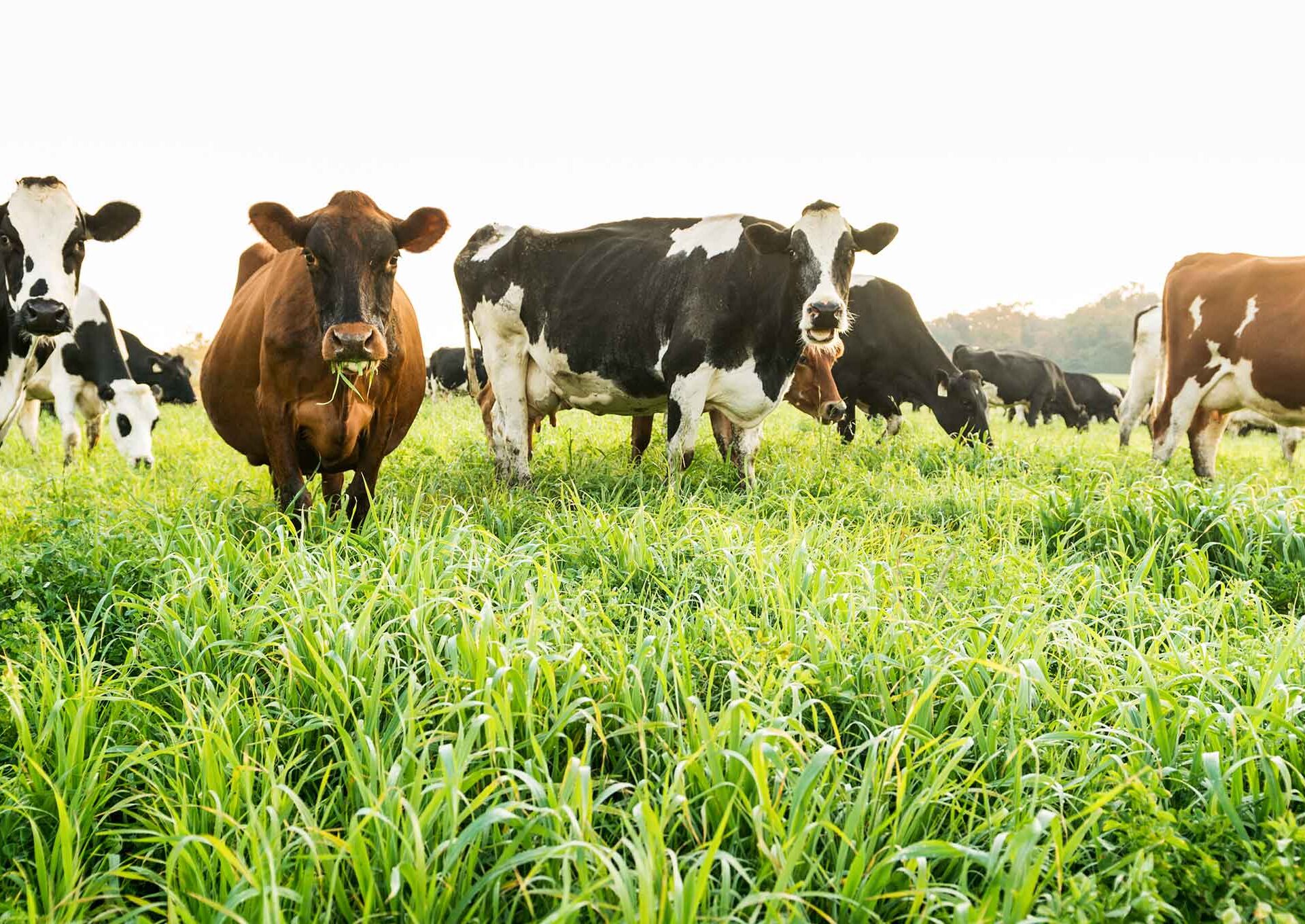 How Organic Valley is Supporting Farmers and Sustainable Agriculture