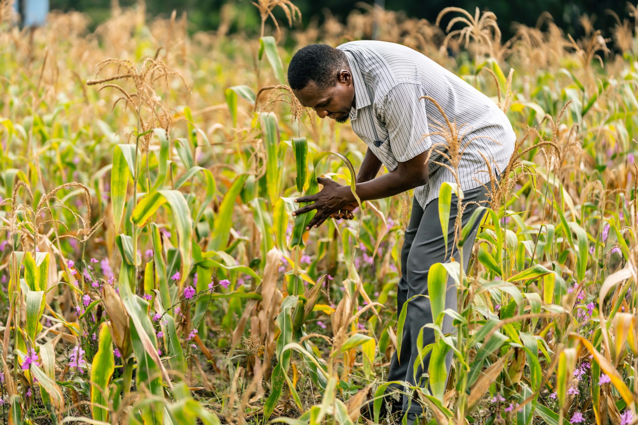 MASIPAG: Empowering farmers to breed local rice varieties